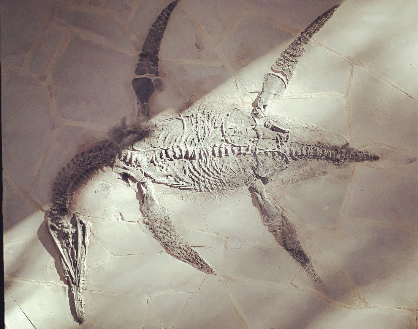 Nombran a dinosauro ‘Mauriciosaurio Fernandezi’ en nombre de político