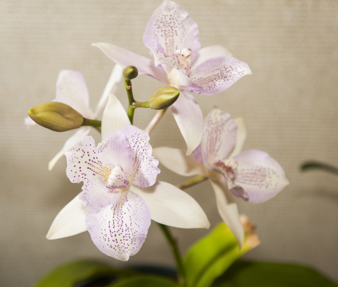 Greater North Texas Orchid Society Show and Sale